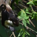 Ketambe Sumatra Jungle Trekking and Rafting - The Value and Authenticity of the Experience