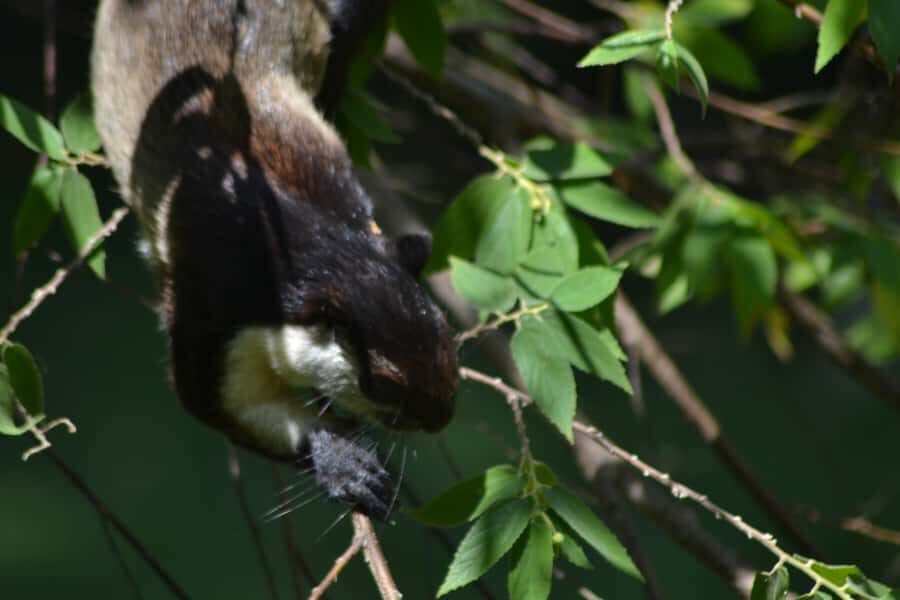Ketambe Sumatra Jungle Trekking and Rafting - The Value and Authenticity of the Experience