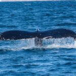 Ketchikan: Private Customizable Boat Tour with Captain Jack - Who This Tour Is Best For