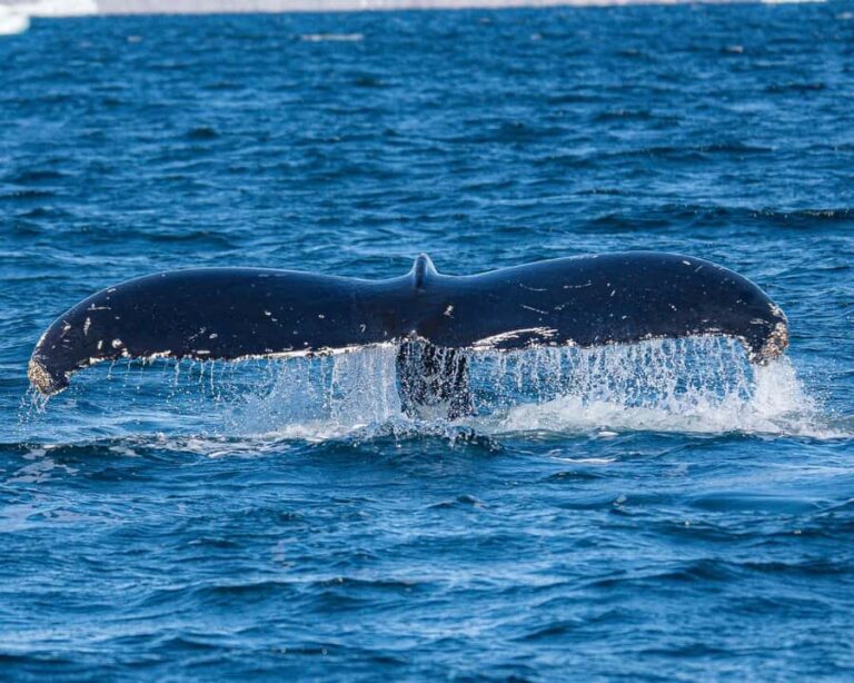 Ketchikan: Private Customizable Boat Tour with Captain Jack - Who This Tour Is Best For