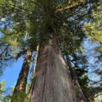 Ketchikan: Private Rainforest Hike with Cruise Pickup - What to Expect on Your Private Rainforest Hike