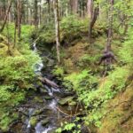 Ketchikan: Tongass Forest Alaska Bigfoot ATV Ride and Hike - The Experience Itself: What You’ll Take Away