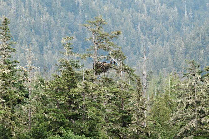 Ketchikan Waterfront & Wildlife Cruise - Who Should Consider This Tour?