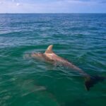 Key West Dolphin & Snorkel Tour - Small Group - Why This Tour Is a Great Choice