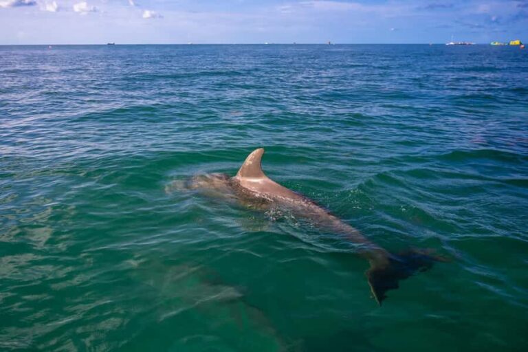 Key West Dolphin & Snorkel Tour - Small Group - Why This Tour Is a Great Choice