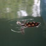 Khao Lak Eco Safari Exploring with Bamboo Rafting - Who Will Love This Tour?