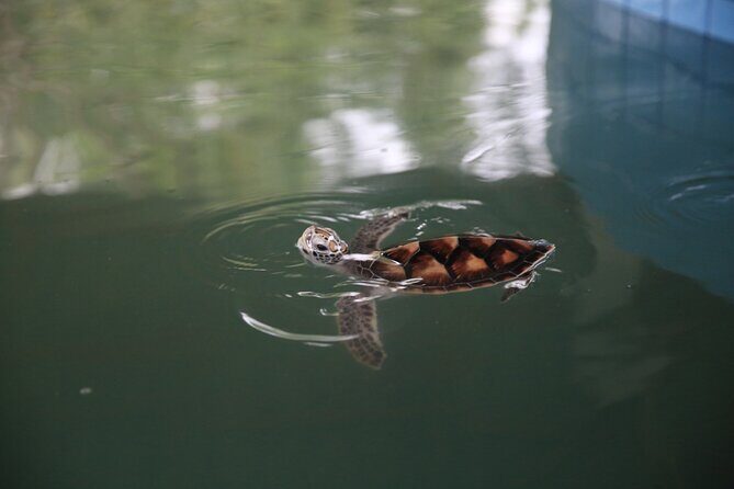 Khao Lak Eco Safari Exploring with Bamboo Rafting - Who Will Love This Tour?