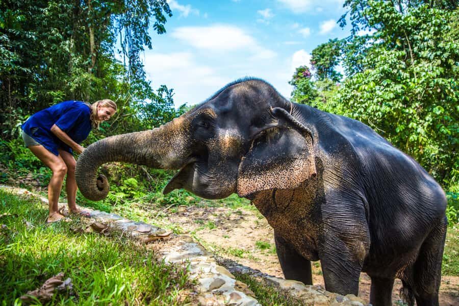 Khao Lak: Elephant Care Experience with Jungle Walk & Lunch - Who Will Love This Experience?