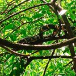 Khao Lak: Full-Day Khao Sok Jungle Walk and Canoeing Tour - What Makes This Tour Stand Out?