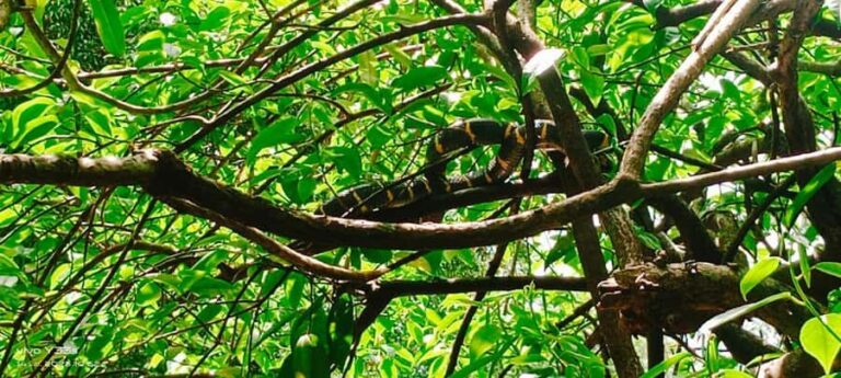 Khao Lak: Full-Day Khao Sok Jungle Walk and Canoeing Tour - What Makes This Tour Stand Out?