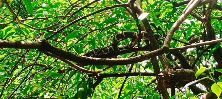 Khao Lak: Full-Day Khao Sok Jungle Walk and Canoeing Tour - What Makes This Tour Stand Out?