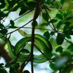 Khao lak: Little Amazon Canoe Trip to See Wildlife - Who Should Consider This Tour?