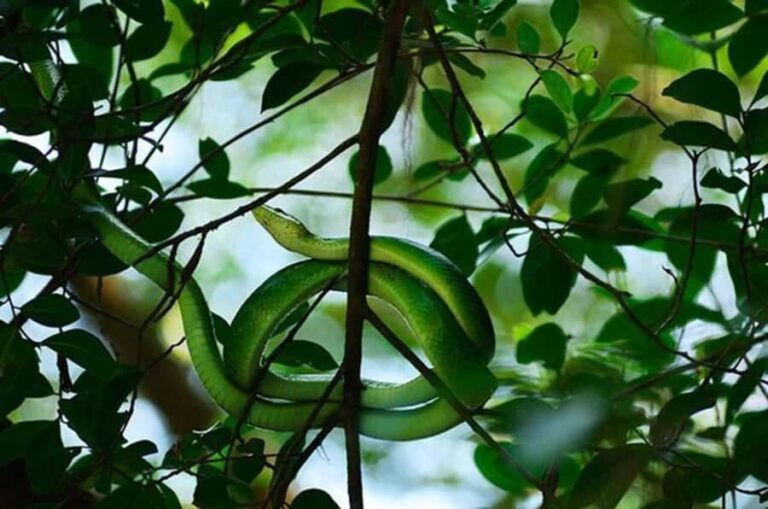 Khao lak: Little Amazon Canoe Trip to See Wildlife - Who Should Consider This Tour?