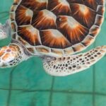 Khao Lak Sea Turtles Temples Bamboo Rafting Tour - Who Will Love This Tour?