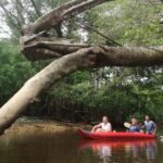 Khao Lak: Sri Phang Nga National Park and Takuapa Tour - Exploring the Sang-Nea River: Paddling Through the "Little Amazon"