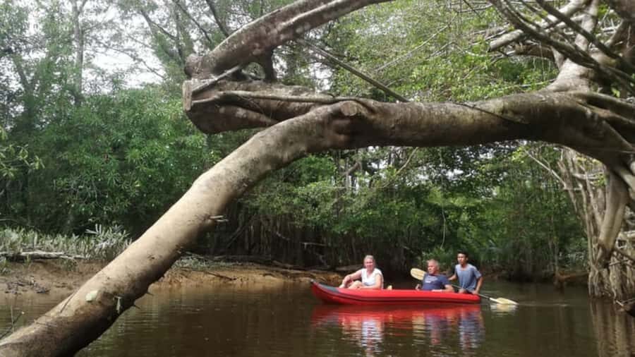 Khao Lak: Sri Phang Nga National Park and Takuapa Tour - Exploring the Sang-Nea River: Paddling Through the "Little Amazon"