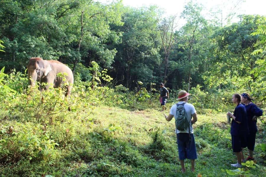 Khao Lak: Unique Dawn Ethical Elephant Sanctuary Experience - Interaction and Care — No Forced Actions