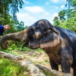 Khao Sok: Ethical Elephant Sanctuary Experience - Who Will Love This Tour?