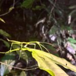 Khao Sok Jungle Sunset Wildlife Encounter & Bamboo Rafting - The Itinerary in Detail