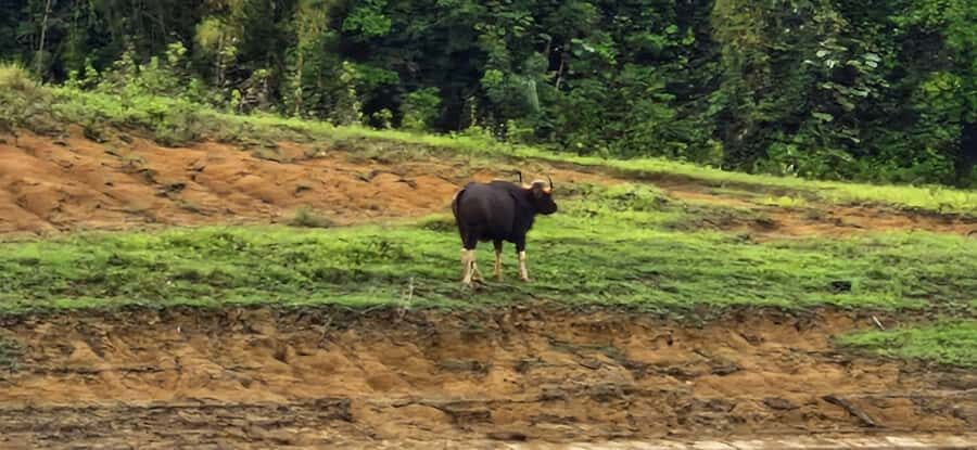 Khao Sok National Park: 3-day nature & jungle tour on Cheow Lan Lake - The Practicalities: What It Means for Travelers