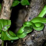 Khao Sok: Private Day Trekking, Jungle Dinner & Night Safari - The Itinerary Explained: From Daylight Trek to Night Safari