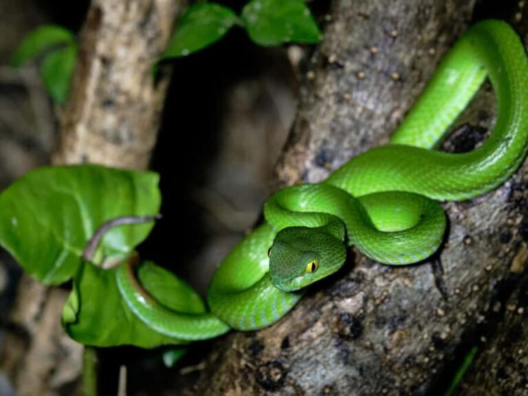 Khao Sok: Private Day Trekking, Jungle Dinner & Night Safari - The Itinerary Explained: From Daylight Trek to Night Safari