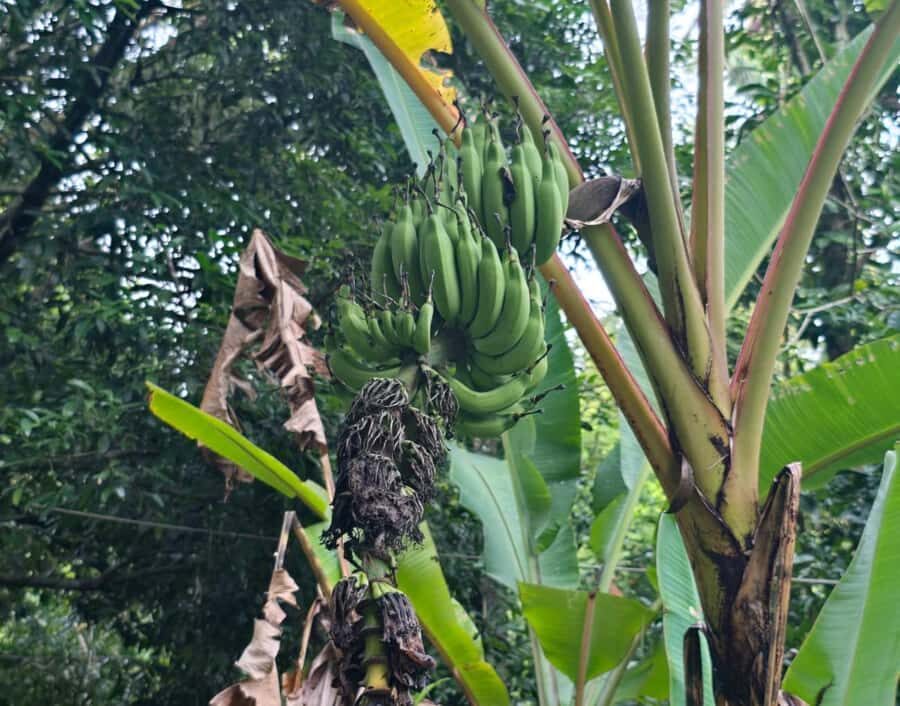 Khao Sok: Private Local Life Bike Tour with Fruit Tasting - The Value: How Good Is It?