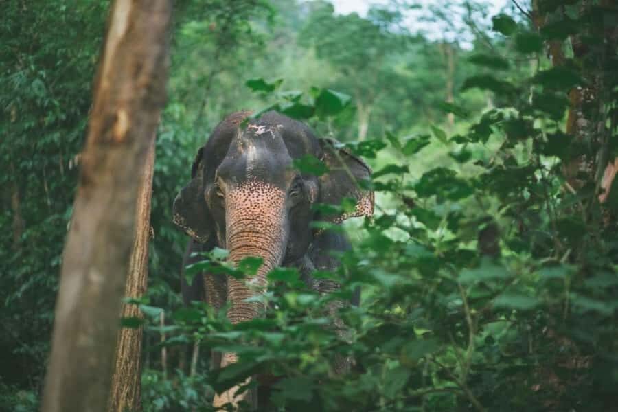 Khao Sok: Unique Dawn Ethical Elephant Sanctuary Experience - Practical Details and What to Expect