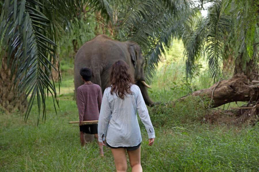 Khao Sok: Unique Dusk Ethical Elephant Sanctuary Experience - Practical Details and Tips