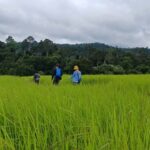 Khao Yai Jungle Walk & Haew Suwat Falls + Pickup & Thai Set - What We’ve Learned from Reviews