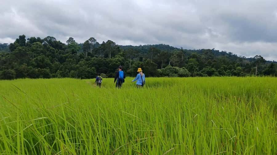 Khao Yai Jungle Walk & Haew Suwat Falls + Pickup & Thai Set - What We’ve Learned from Reviews