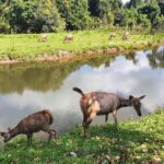 Khao Yai Waterfalls and Wilderness Private Chartered Tour - Final Thoughts