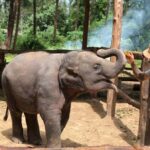 Khaolak: Elephant Interaction in Sanctuary with Bamboo Raft - A Refreshing and Unique Experience