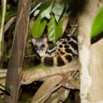 Khaosok: Bamboo Tube Cooking Day & Night Wildlife Experience - Discovering Khao Sok: A Nature Lover’s Paradise