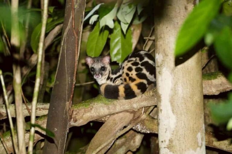 Khaosok: Bamboo Tube Cooking Day & Night Wildlife Experience - Discovering Khao Sok: A Nature Lover’s Paradise