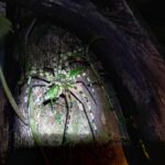 Khaosok Night Safari Experience (From Khaolak) - Exploring Khaosok Night Safari: An In-Depth Look