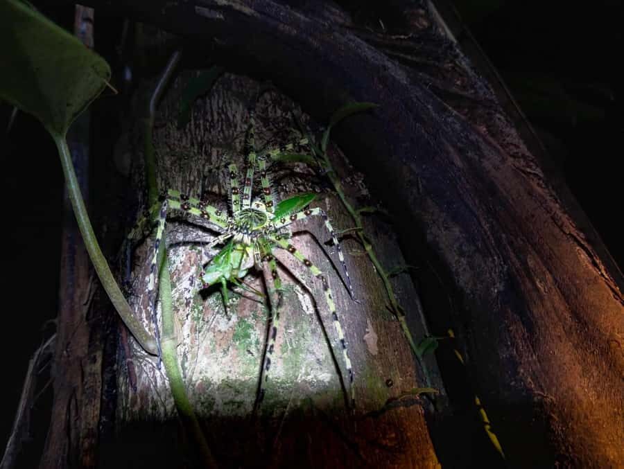 Khaosok Night Safari Experience (From Khaolak) - Exploring Khaosok Night Safari: An In-Depth Look