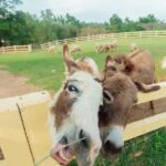 KHAOYAI : Wine Tasting Tour & Primo Piazza & Hokkaido Flower - Why This Tour Offers Great Value