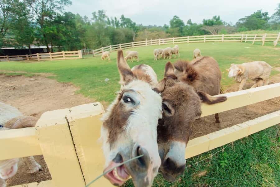 KHAOYAI : Wine Tasting Tour & Primo Piazza & Hokkaido Flower - Why This Tour Offers Great Value