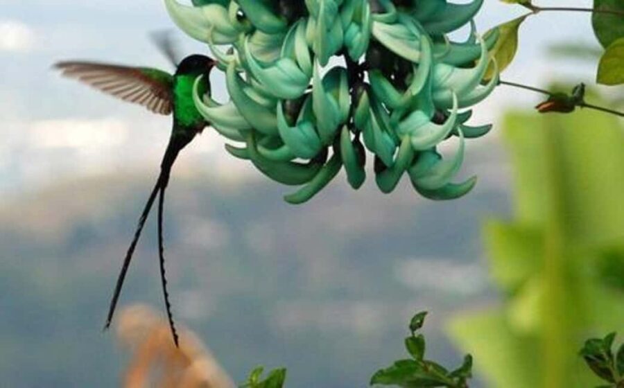 Kingston Blue Mountains Tour with Coffee Tasting - What Makes This Tour Stand Out