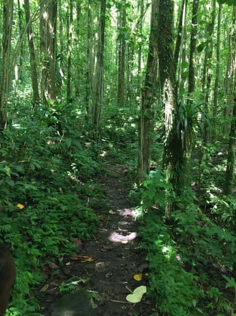 Kingstown: Dark View Falls Tour with Pickup - The Itinerary Breakdown