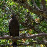 Kitulgala Water Rafting Day Tour from Colombo and Bentota - Why this Tour Offers Great Value