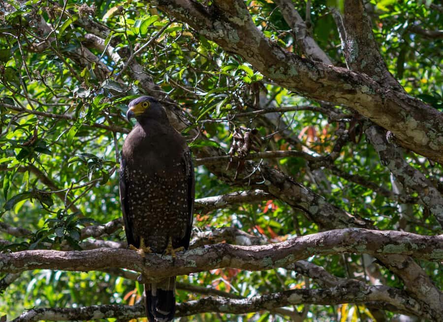 Kitulgala Water Rafting Day Tour from Colombo and Bentota - Why this Tour Offers Great Value