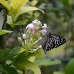 KL Green Escape: 4-Hour Gardens, Bird & Butterfly Tour - Practical Details and What to Expect