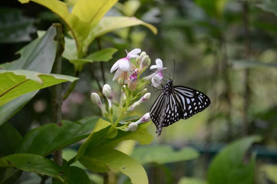 KL Green Escape: 4-Hour Gardens, Bird & Butterfly Tour - Practical Details and What to Expect