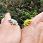 Knuckles: Wildlife Tours with FGASA Field Guides - Navigating the Terrain and Practicalities