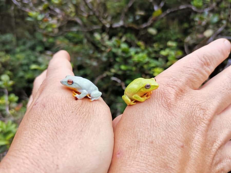 Knuckles: Wildlife Tours with FGASA Field Guides - Navigating the Terrain and Practicalities