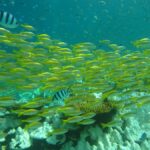 Ko Kut: Bubblemaker Diving for 8 and 9 Year Olds - What Makes This Experience Stand Out?