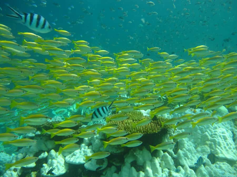 Ko Kut: Bubblemaker Diving for 8 and 9 Year Olds - What Makes This Experience Stand Out?