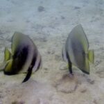 Ko Kut: Private boat trip to Koh Rang the National Park - What Makes This Tour Stand Out